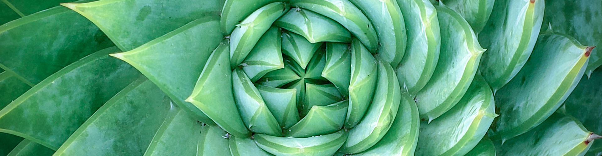 Platforms - Lindsell Train